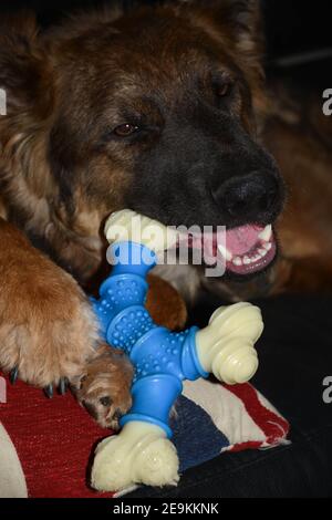 Portrait of German Shepherd holding ears up together suffering from ...