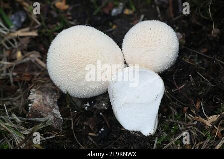 Lycoperdon pratense, also called Vascellum pratense, commonly known as ...