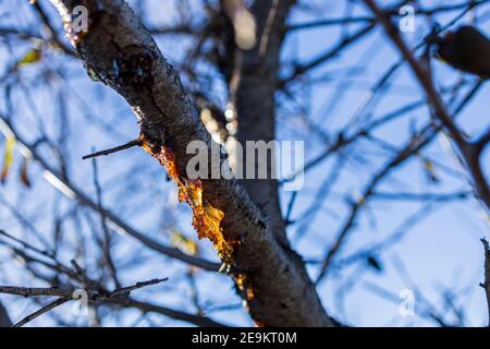 Almond tree oozing sap from bark due to fungal disease, Spain Stock ...