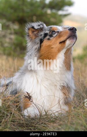 blue merle Australian shepherd dog runs on snow in Sass Pordoi in ...