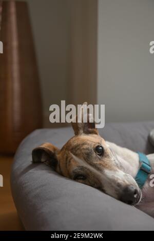 portrait of a light brown greyhound Stock Photo - Alamy
