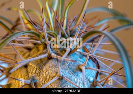 Artistic closeup of Madagascar palm (Pachypodium lamerei) with water ...