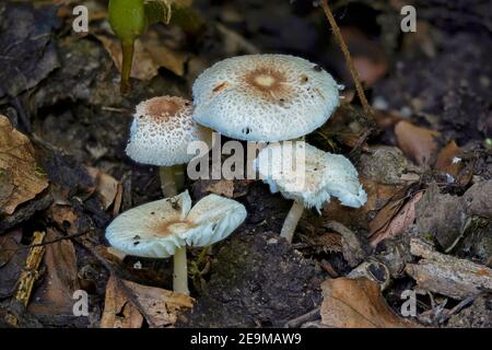 The Fatal Dapperling (Lepiota subincarnata) is a deadly poisonous ...