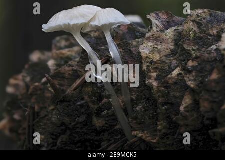 The dripping bonnet (Roridomyces roridus) is an inedible mushroom , an ...