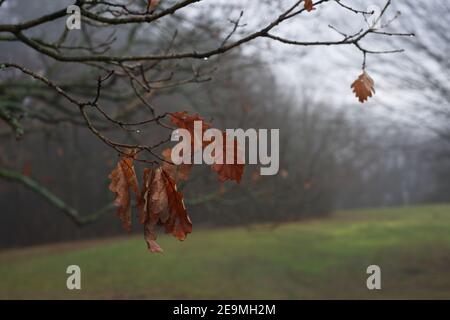last foliage on the tree. lovely autumn momentum Stock Photo - Alamy