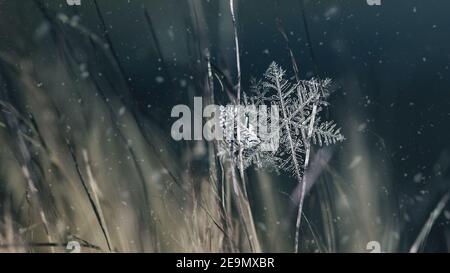 natural snowflakes on snow, photo of real snowflakes. Winter snow ...