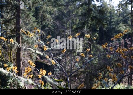Hamamelis mollis 'Coombe Wood' Witch Hazel, winter flowers Stock Photo ...