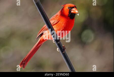 Northern Cardinal on a sloping perch Stock Photo - Alamy