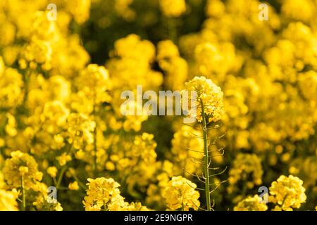 Selective shot of rapeseed flowers in a field on the blurred background ...
