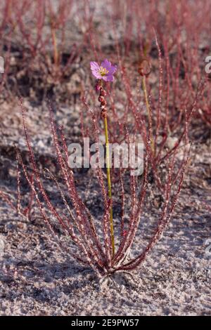 Thread-leaved Sundew, Florida Red version (Drosera filiformis var ...