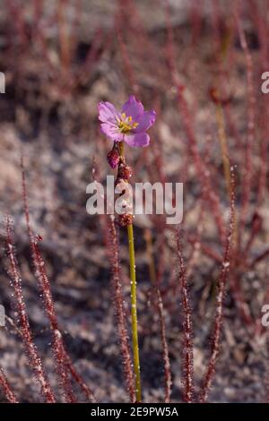 Thread-leaved Sundew, Florida Red version (Drosera filiformis var ...