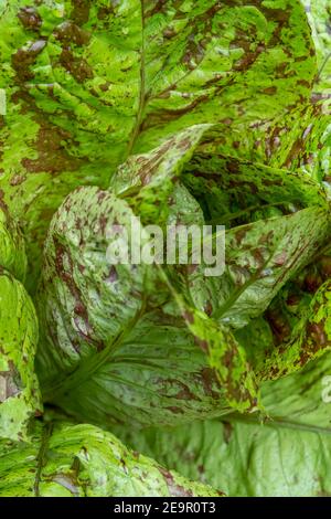 Flashy Trout's Back Lettuce plants growing in a raised bed vegetable ...