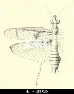 Mélanges orthoptérologiques-pg163 (Plate 9) fig 25 Fischeria armata ...