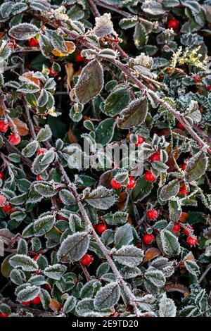 Red berries (cotoneaster horizontalis) under the frost. Winter time ...