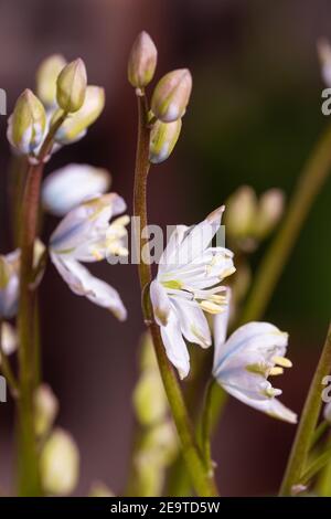Scilla mischtschenkoana. Misczenko squill, Misczenko squill, early ...