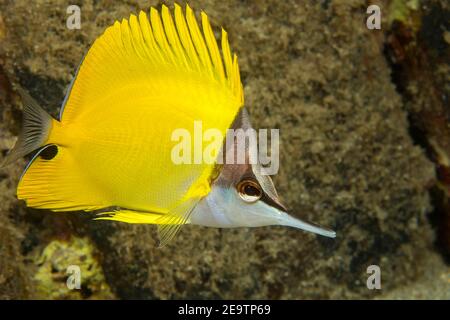 Longnose butterflyfish forcepsfish Forcipiger flavissimus Ailuk atoll ...