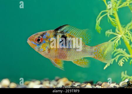 The blue ram, Mikrogeophagus ramirezi, is a species of freshwater fish ...