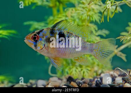 The blue ram, Mikrogeophagus ramirezi, is a species of freshwater fish ...