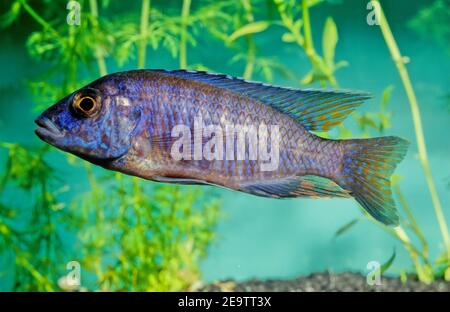 Nimbochromis fuscotaeniatus (spothead hap, fuscotaeniatus hap) is a ...