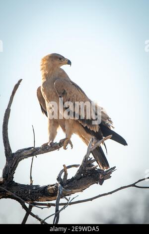 Tawny eagle turns head on diagonal branch Stock Photo - Alamy