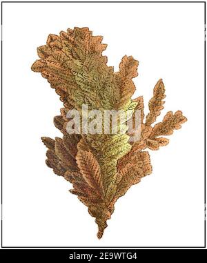 Native Copper from Huelvor near Redruth, Cornwall Stock Photo - Alamy