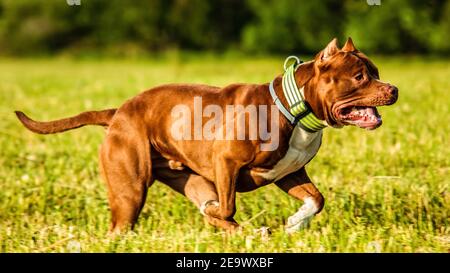 American pit bull terrier on dark background. Close up Stock Photo - Alamy