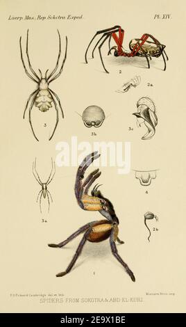 Natural History of Sokotra and Abd el Kuri, Plate XXVI Stock Photo - Alamy