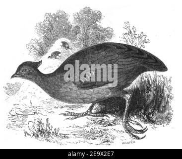 Natural History, Birds Megapodius Stock Photo - Alamy
