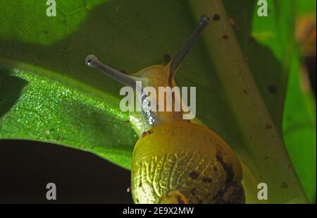 Little slug on leaf close-up Stock Photo - Alamy