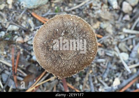 Inocybe impexa, a fibrecap mushroom from Finland, no common English ...