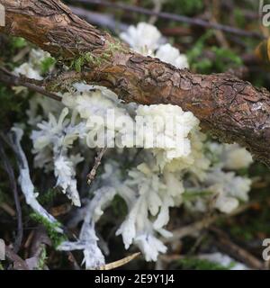 Sebacina incrustans, known as enveloping crust, wild fungus from ...