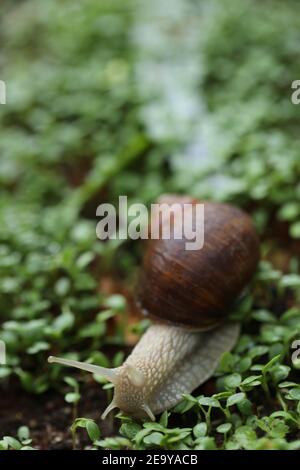 Snail on a green leaf on a blurred background Stock Photo - Alamy