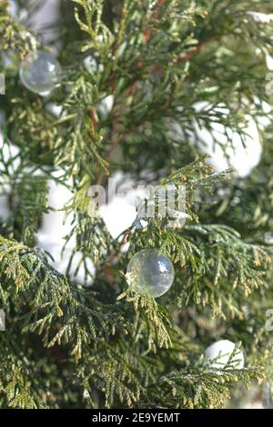 Frozen soap ball on tree branch with frosty texture on it Stock Photo ...