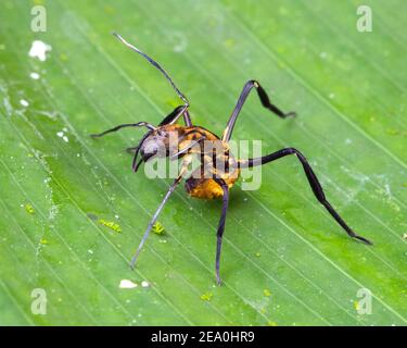 A golden carpenter ant mimic spider, Myrmecotypus rettenmeyeri ...