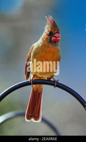 Northern Cardinal high on a perch Stock Photo - Alamy