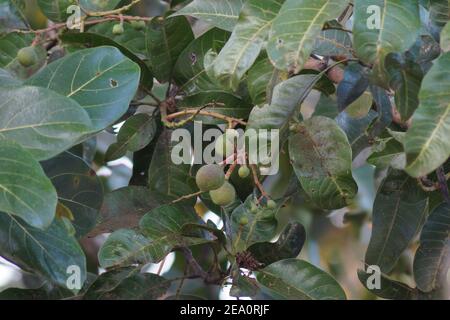 Small mangoes in the blossoming season of the Mango tree Stock Photo ...