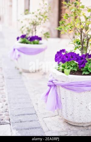 Potted purple petunia flowers in the greenhouse Stock Photo - Alamy