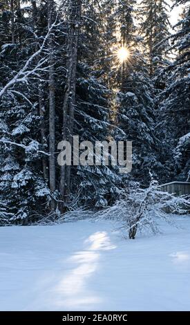 Sun shining on snowy trees on a hill next to the Richardson Highway on ...