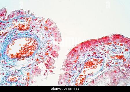 Simple columnar epithelium, light micrograph Stock Photo - Alamy