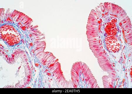 Simple columnar epithelium, light micrograph Stock Photo - Alamy