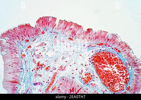 Simple columnar epithelium, light micrograph Stock Photo - Alamy
