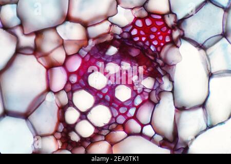 Xylem tissue. Light micrograph (LM) of a section through sunflower ...