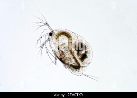 Water flea, light micrograph Stock Photo - Alamy