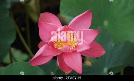 Lotus Flowers High Resolution Photos Stock Photo - Alamy