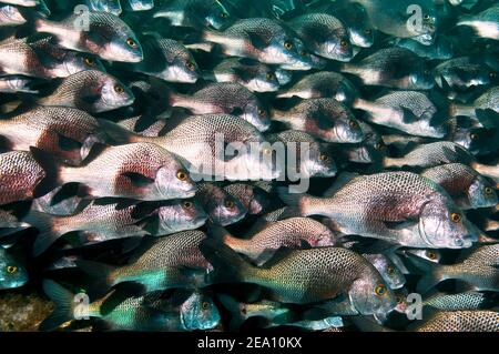 Black margate fish school, Hol Chan Marine Reserve, Belize Stock Photo ...