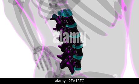 Illustration of lumbar (lower back) vertebral anatomy, detailing the ...