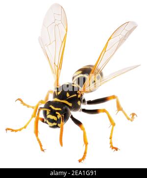 A closeup of a common wasp isolated on a green grass Stock Photo - Alamy