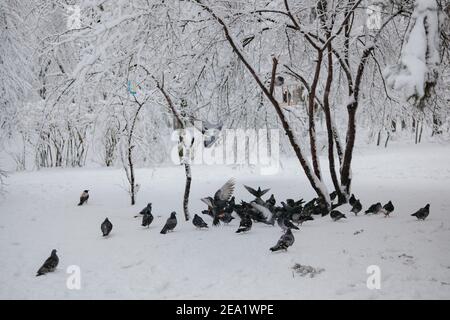 Beautiful pigeons sit in the snow in the city park in winter Stock ...