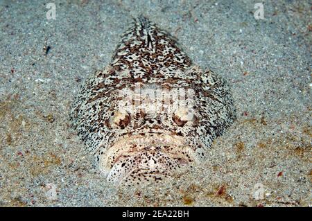 Marbled Stargazer, Philippine Sea, Southeast Asia (Uranoscopus ...