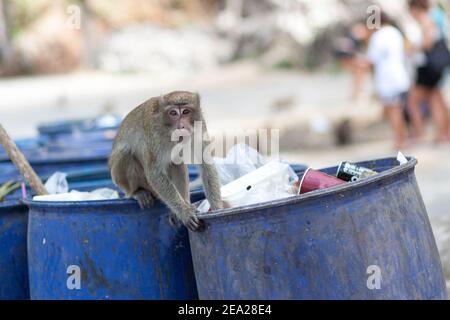 Monkey eats from garbage can. Thailand travel concept, environmental ...